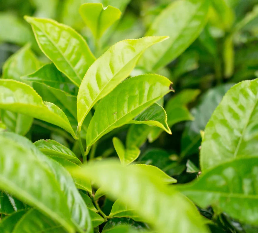 Original Green Tea – Saint James Iced Tea